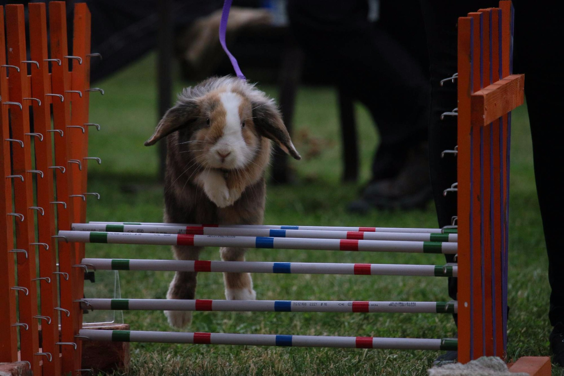 Králičí hop :: Happy-paws6